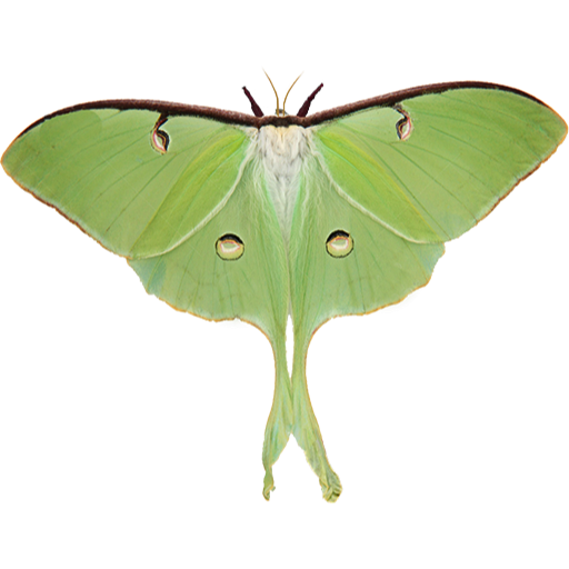 Luna-Moth icon 512x512px (ico, png, icns) - free download | Icons101.com